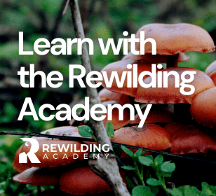 Rewilding Academy - Learn, Connect, Rewild the World