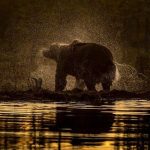 Rewilding Academy - Learn, Connect, Rewild the World