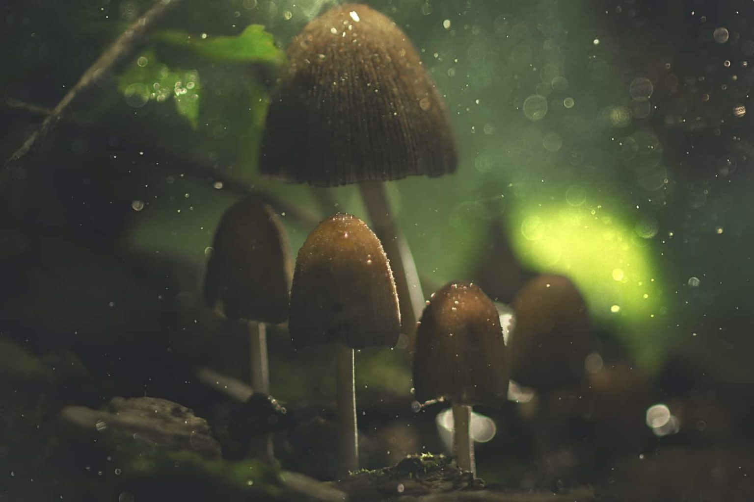 Fungi Restoring Ecosystems and Climate | Rewilding Bottom-up