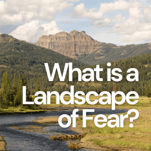 How Wolves Change Rivers | 'Ecology of Fear' and beyond