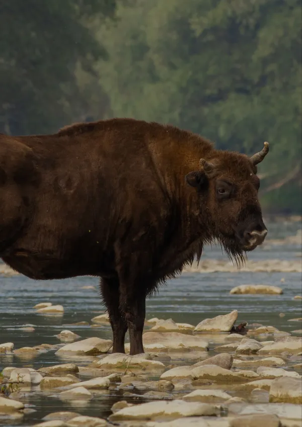 Rewilding Our World - Speakers - Rewilding Academy